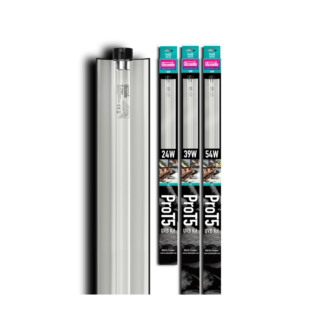 DBDPet | One Stop Online Reptile Shop | The Reptile Professionals